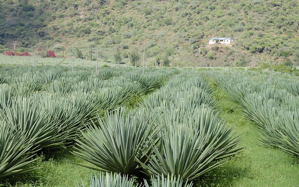 Sisal – Corbeo